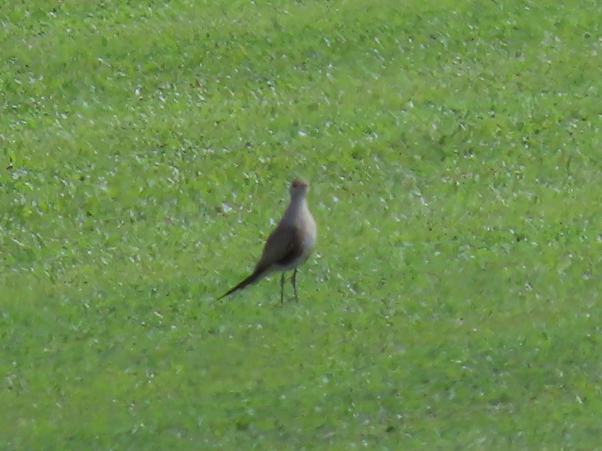 eBird Checklist - 3 Sep 2023 - France Rd Turf Farm (Edmonton) - 17 species