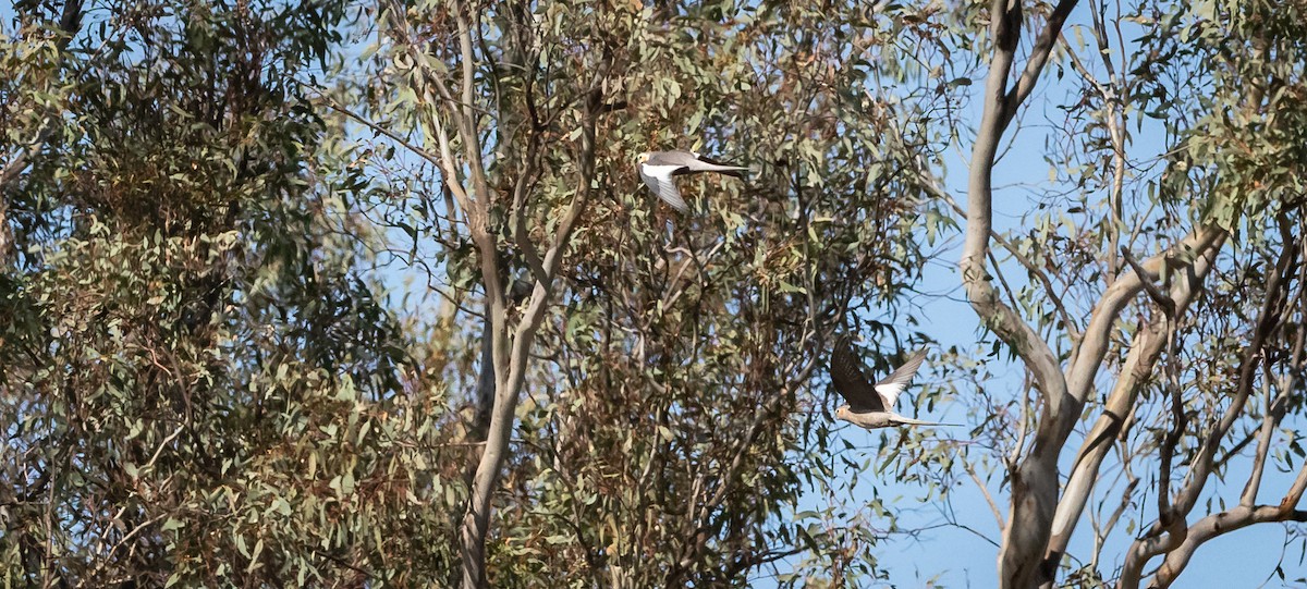 eBird Australia Checklist - 3 Sep 2023 - 500–576 Warrah Ridge Rd ...