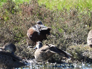 Illustrated Checklist - Aldinga Washpool, Onkaparinga, SA, AU - eBird ...