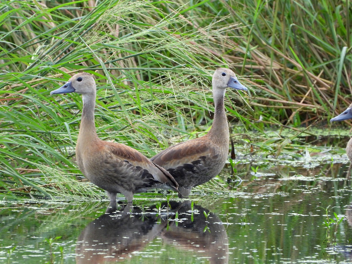eBird Checklist - 2 Sep 2023 - Gladeview Rd. - 38 species