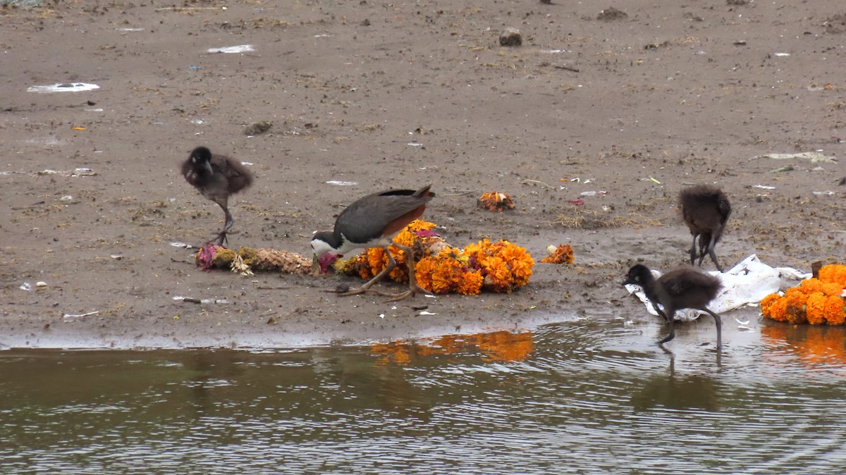 eBird India Checklist - 2 Sep 2023 - Ambale Bridge, Pune, Maharashtra ...