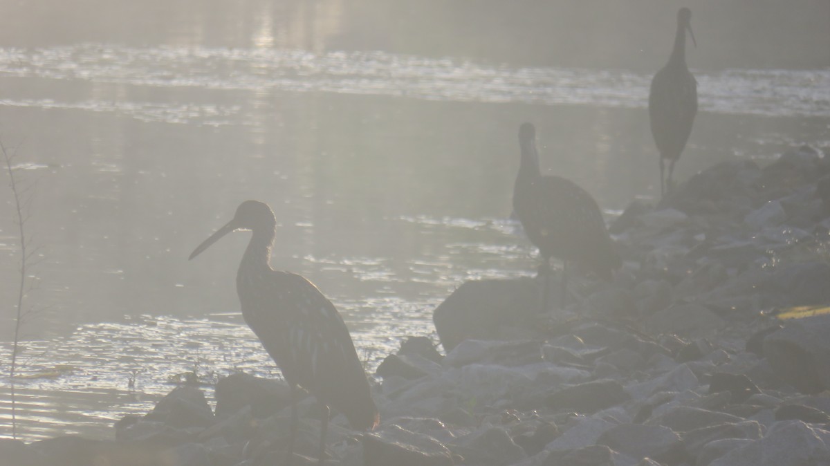 eBird Checklist - 3 Sep 2023 - Clayton Co. Water Authority--Lake ...