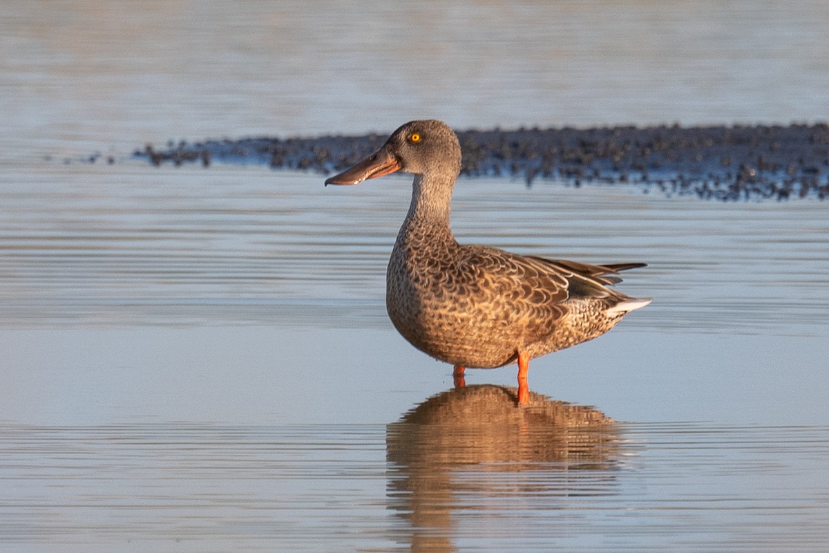 eBird Checklist - 3 Sep 2023 - Sandy Point - 41 species
