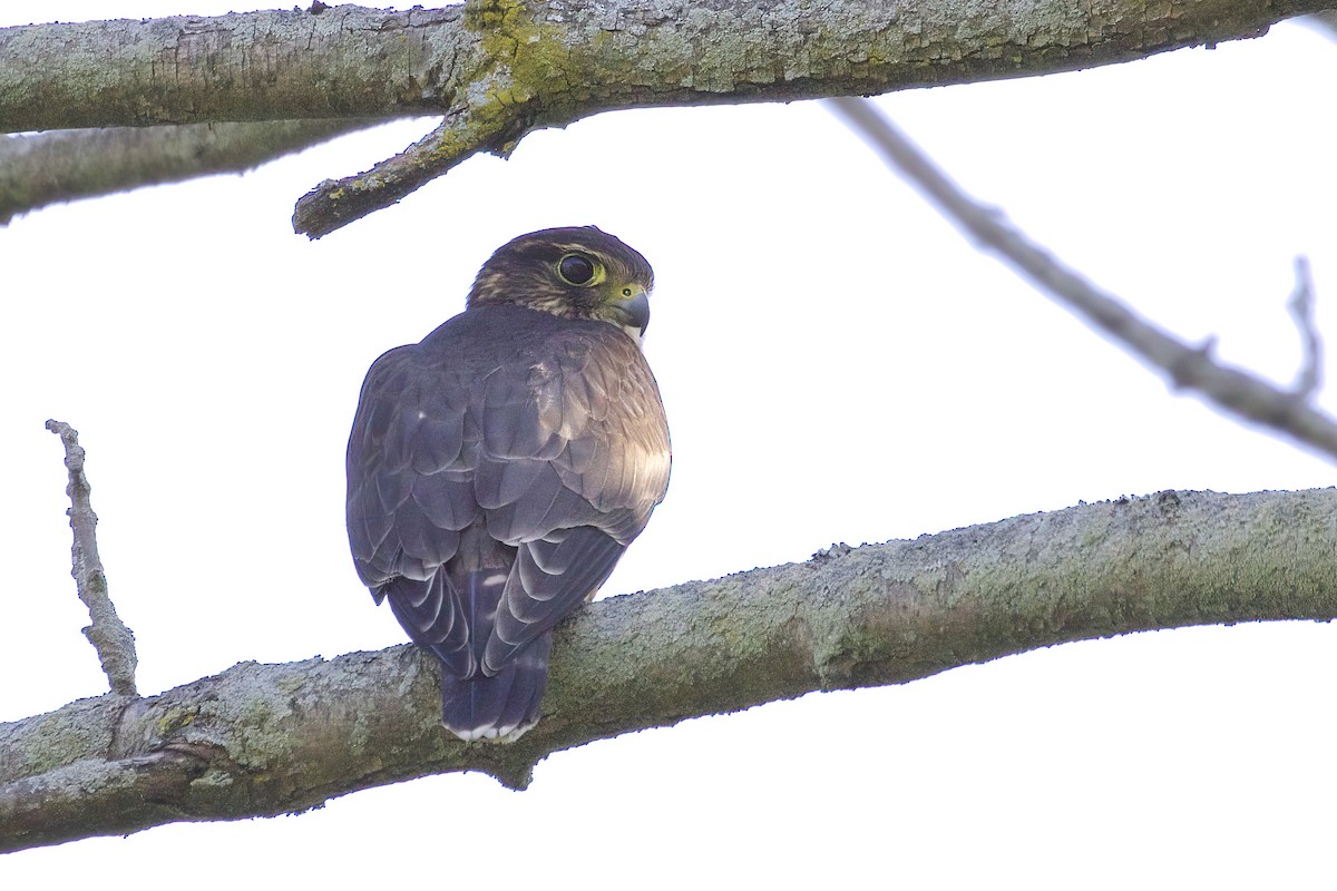eBird Checklist - 28 Aug 2023 - Sandra L. Frankel Nature Park ...