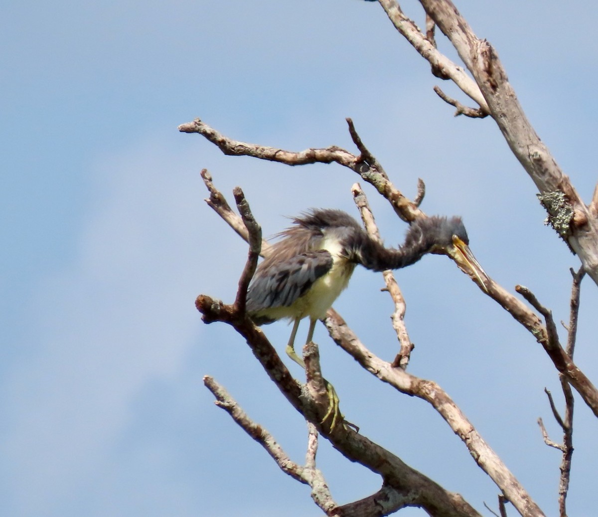 eBird Checklist - 3 Sep 2023 - Loxahatchee NWR - 28 species