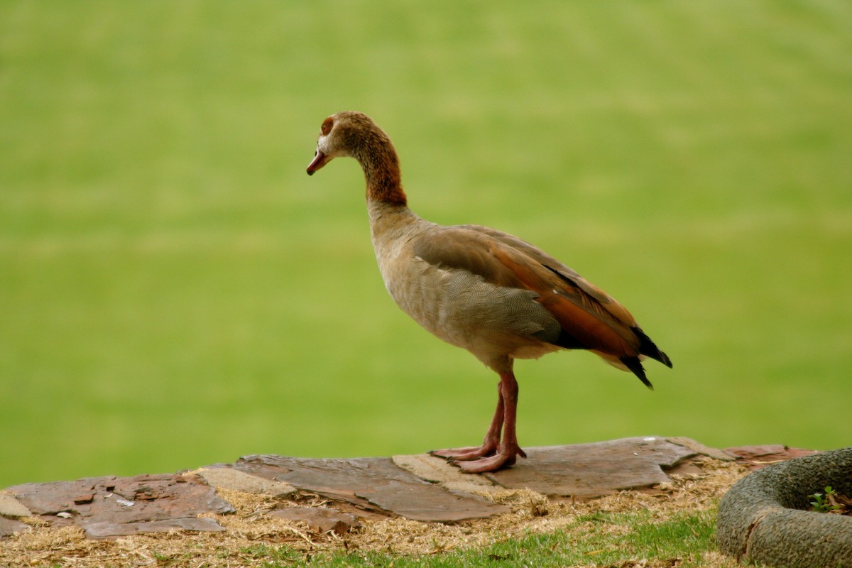 eBird Checklist - 25 Oct 2008 - Witwatersrand University - 10 species