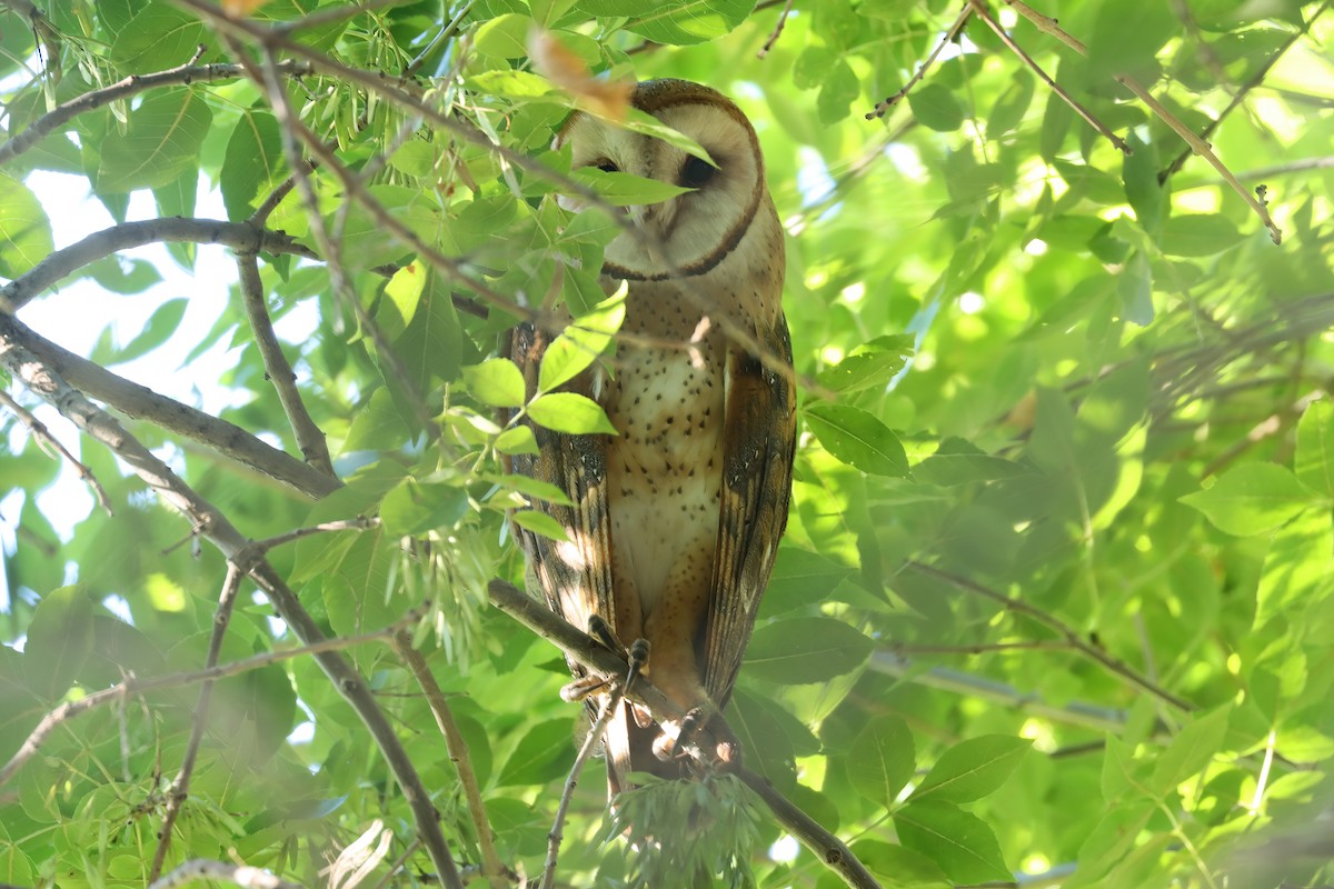 eBird Checklist - 3 Sep 2023 - Timnath Reservoir - 46 species