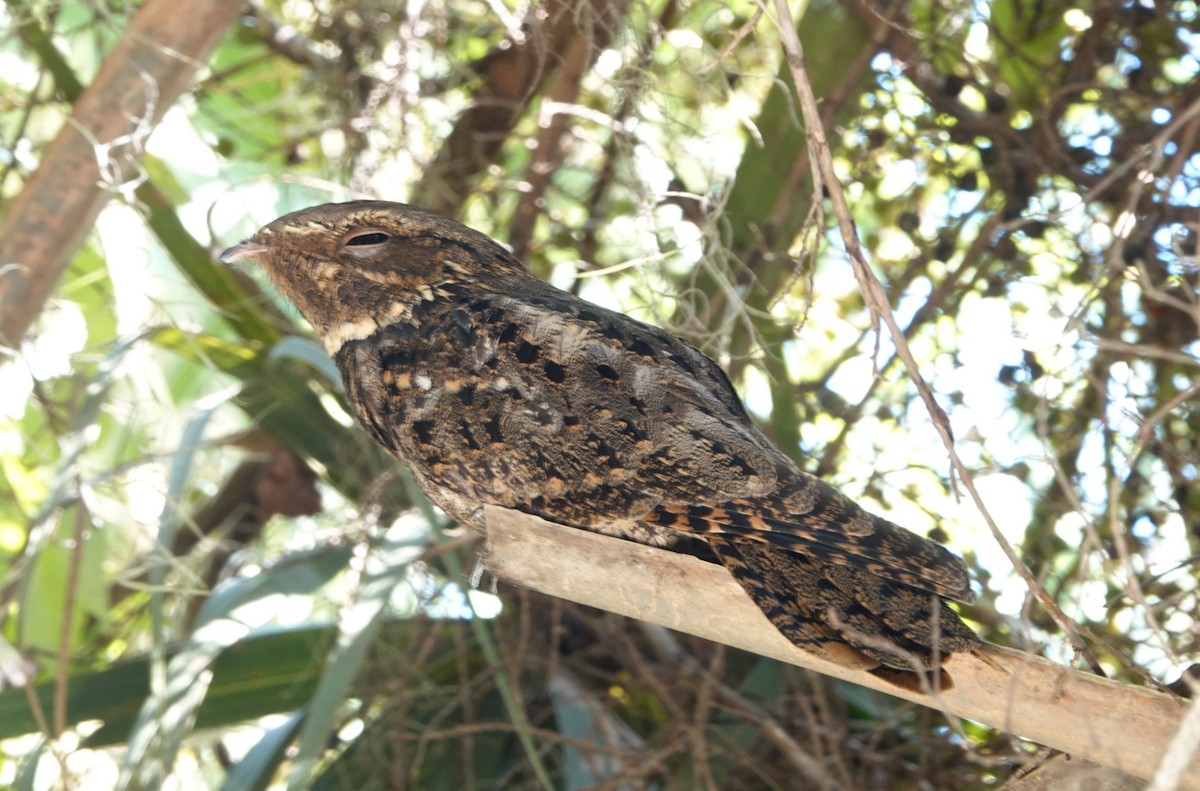 eBird Checklist - 3 Sep 2023 - Emerson Point Preserve - 14 species