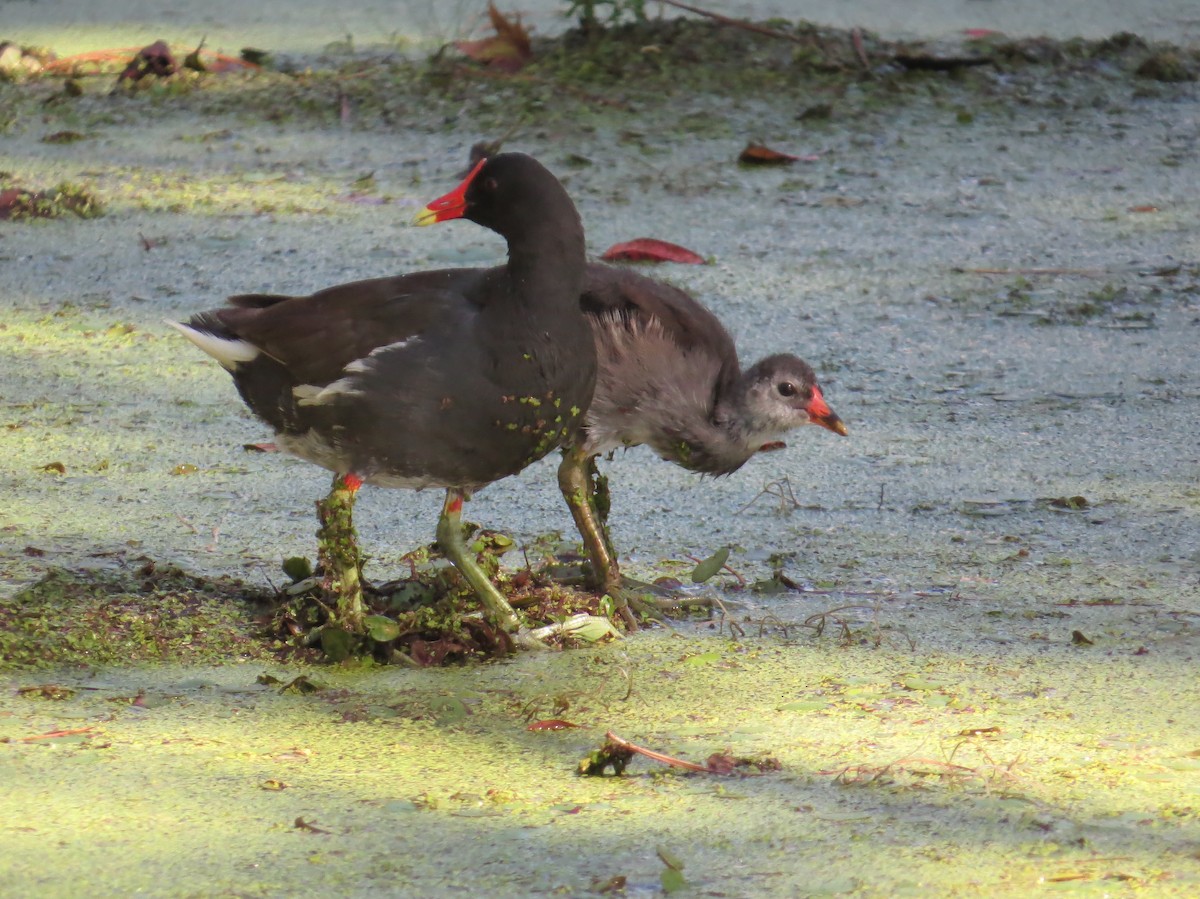 eBird Checklist - 3 Sep 2023 - Donnelley WMA (partial fall and winter ...