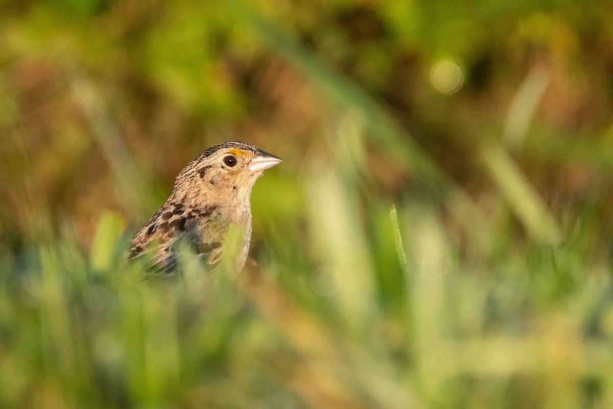 Maryland-DC Breeding Bird Atlas Checklist - 23 Jul 2023 - Zion Rd - 43 ...