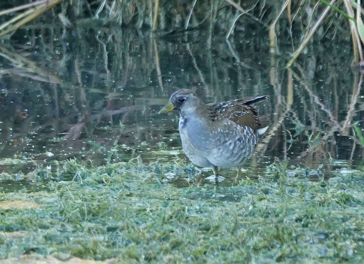 eBird Checklist - 3 Sep 2023 - El Rio Open Space Preserve - 31 species