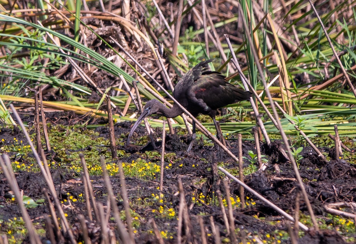 Texas eBird Checklist - 3 Sep 2023 - Sheldon Lake SP (UTC 033) - 35 species