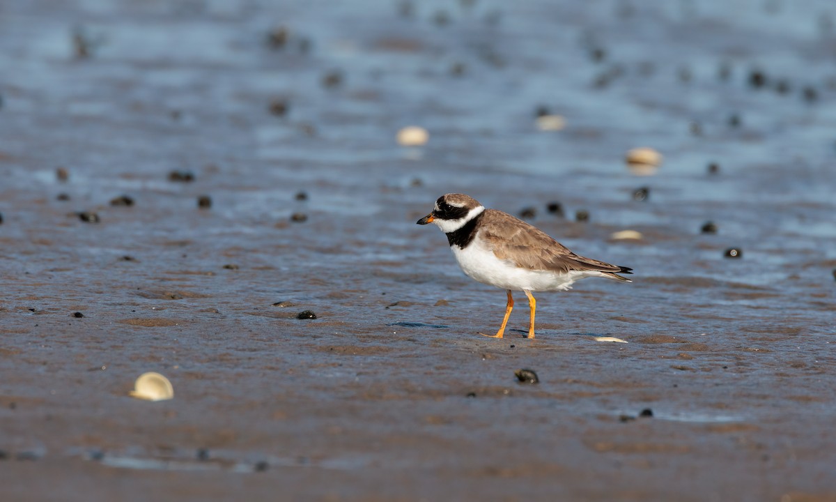 New York Breeding Bird Atlas Checklist - 3 Sep 2023 - Fire Island--Old ...