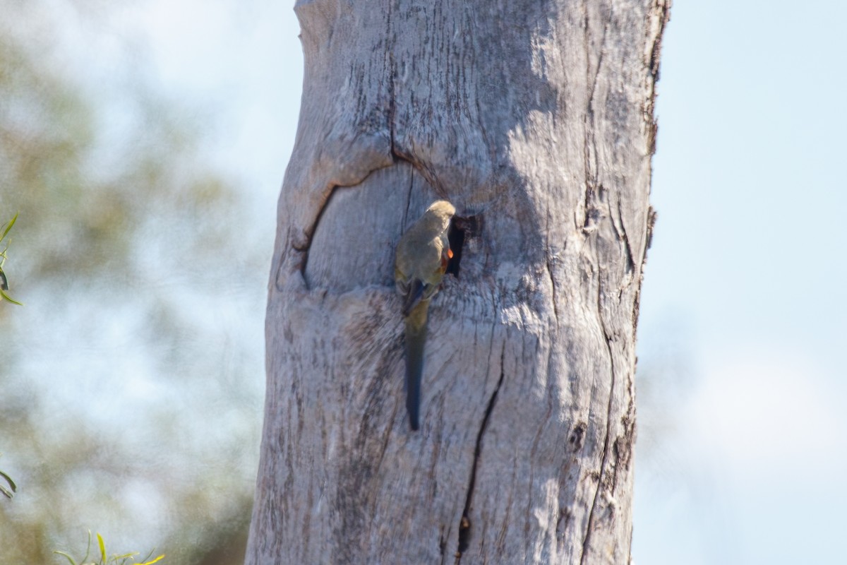eBird Australia Checklist - 27 Aug 2023 - Jondaryan Sabine Road ...