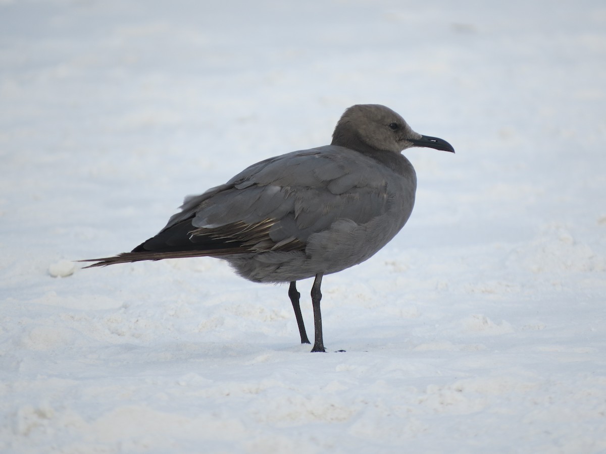 eBird Checklist - 3 Sep 2023 - 17 Fort Panic Rd, Santa Rosa Beach US-FL ...