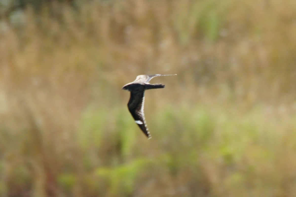 eBird Checklist - 3 Sep 2023 - Optima Reservoir--Spillway Marsh - 7 ...