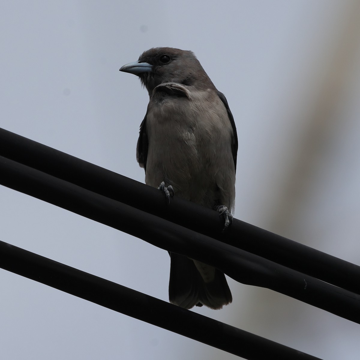 eBird Checklist - 26 Aug 2023 - Madayi Para - 14 species