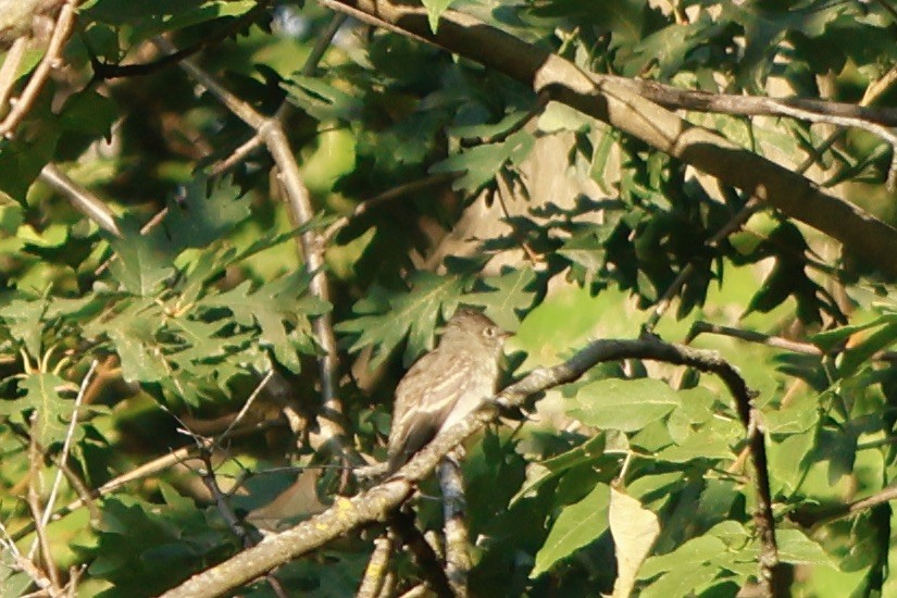 eBird Checklist - 4 Sep 2023 - Chimney Rock Hawk Watch - 24 species
