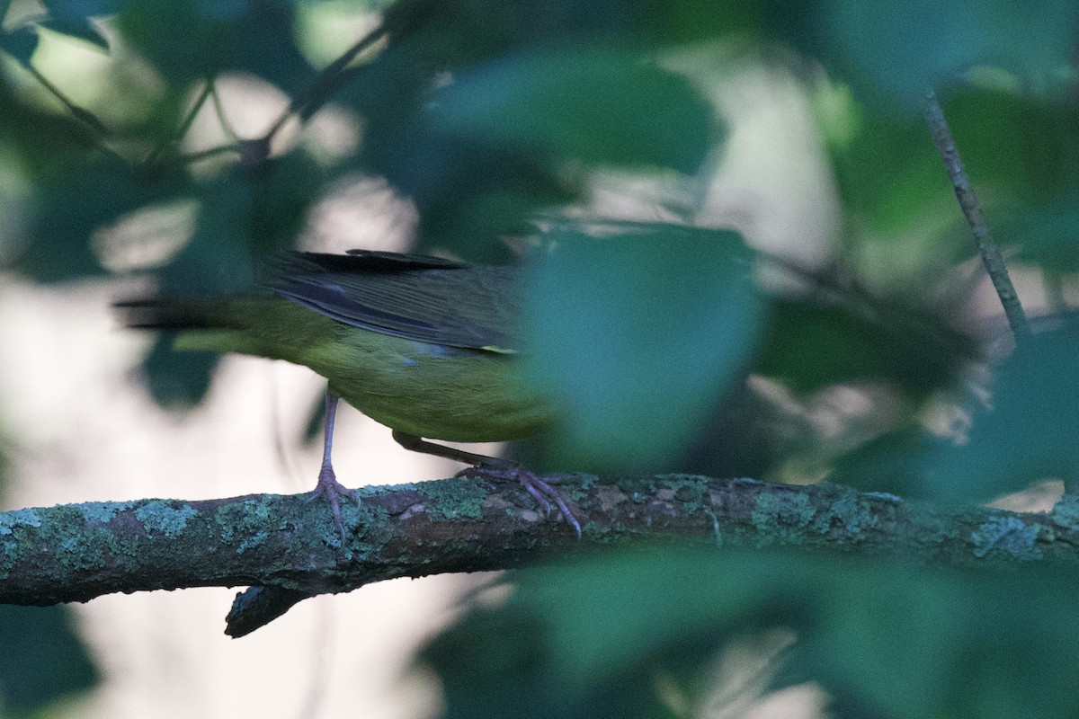 eBird Checklist - 4 Sep 2023 - Flushing Twp. Nature Park - 47 species
