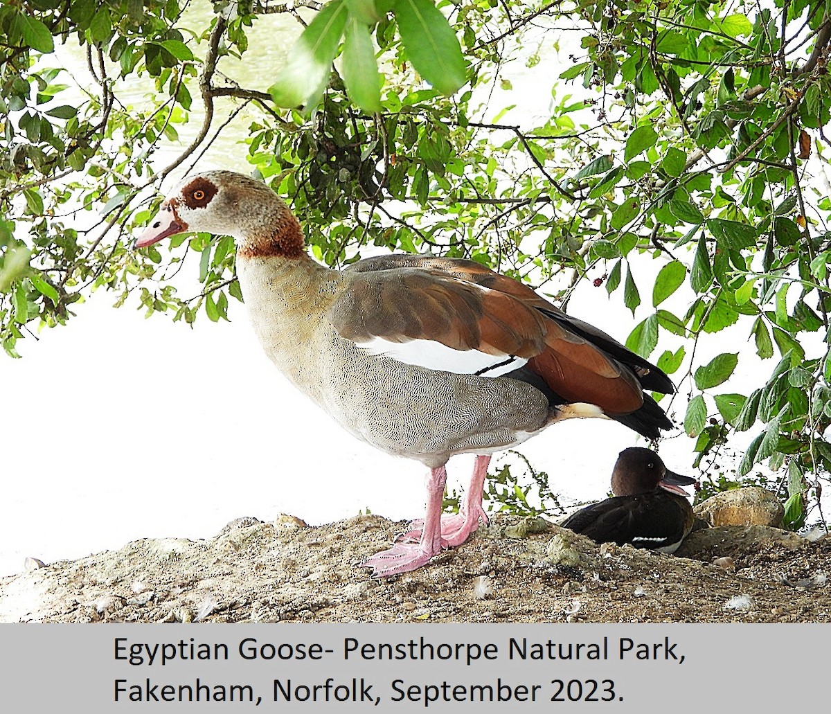 eBird Checklist - 3 Sep 2023 - Pensthorpe Natural Park NR (Restricted ...