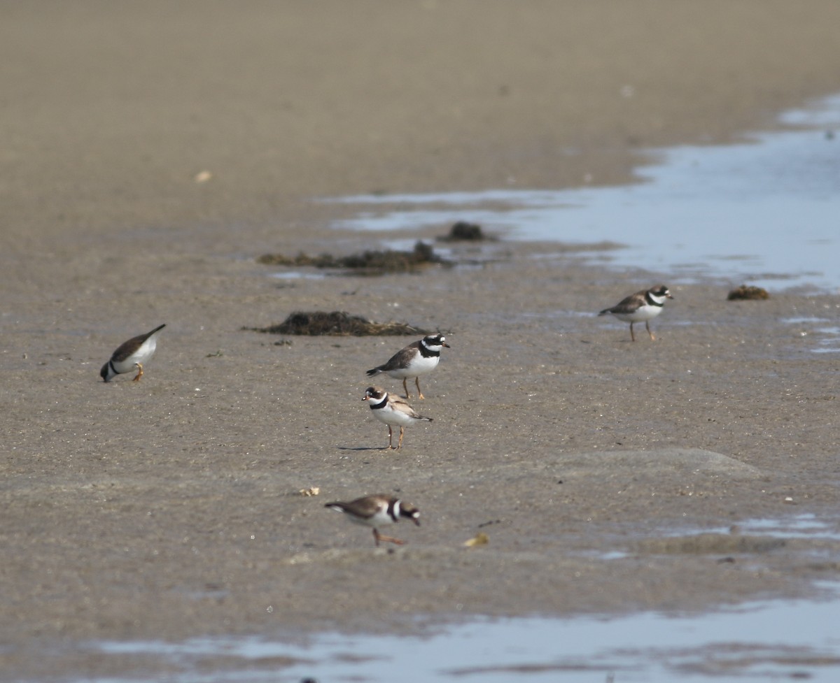 New York Breeding Bird Atlas Checklist - 3 Sep 2023 - Fire Island--Old ...