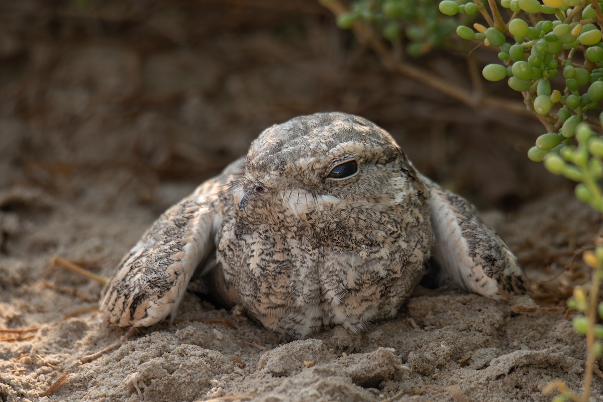 eBird Checklist - 2 Sep 2023 - Al Maha Forest--Pivot Fields (no access ...