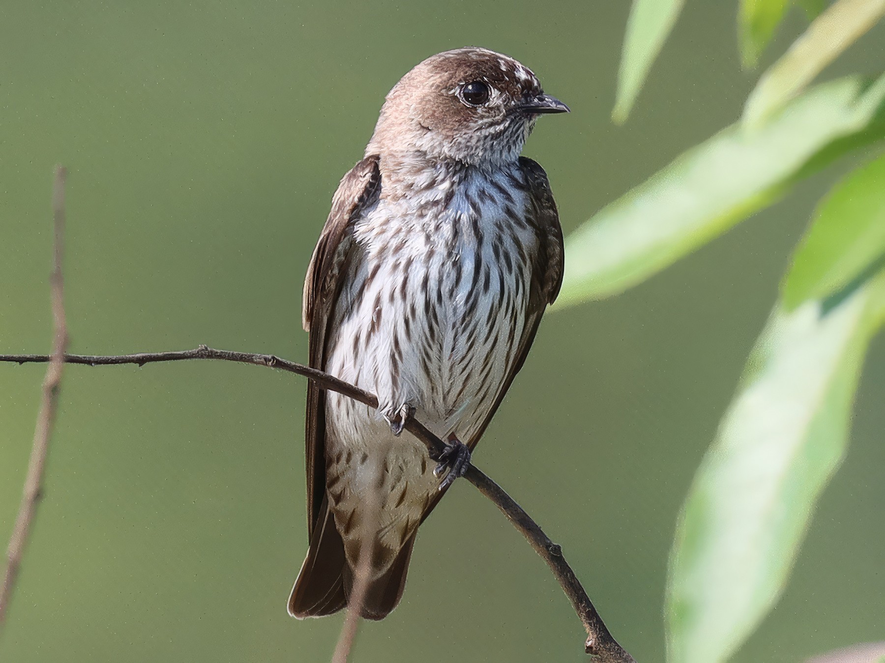 Brazza's Martin - eBird