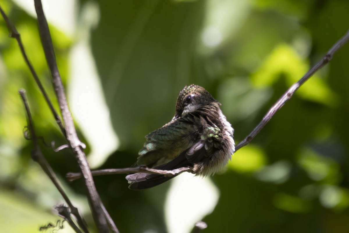 eBird Checklist - 31 Aug 2023 - Central Park--The Ramble - 40 species ...