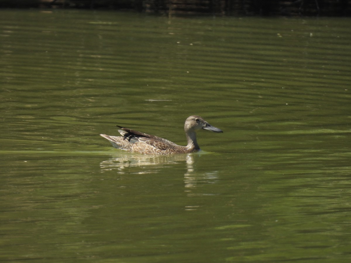 eBird Checklist - 4 Sep 2023 - Riparian Preserve at Gilbert Water Ranch ...
