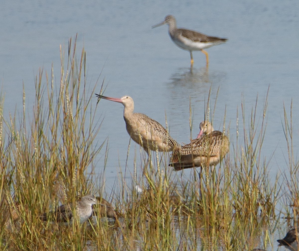 eBird Checklist - 4 Sep 2023 - Pea Island NWR--Salt Flats Wildlife ...