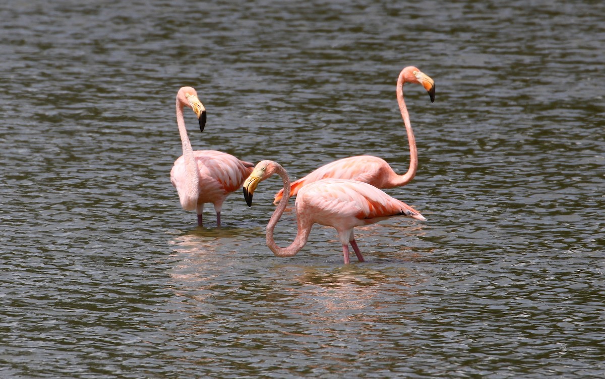 eBird Checklist - 4 Sep 2023 - stakeout American Flamingo, Stewart ...