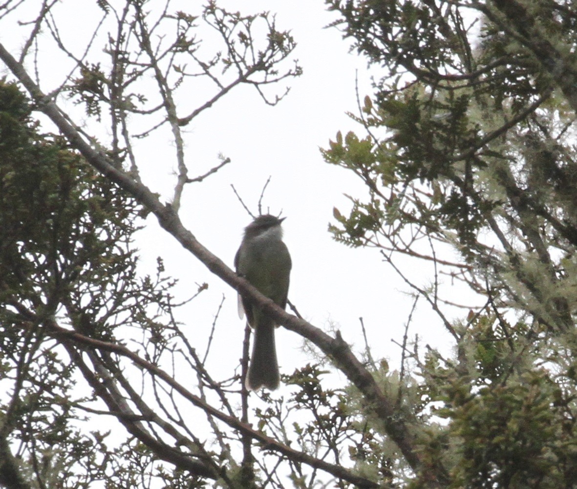 eBird Checklist - 4 Aug 2023 - PNN Chingaza--entrance road Piedras ...