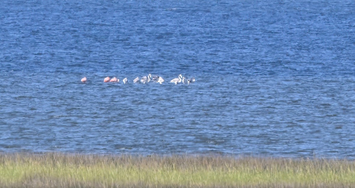 eBird Checklist - 4 Sep 2023 - Flamingo - 1 species
