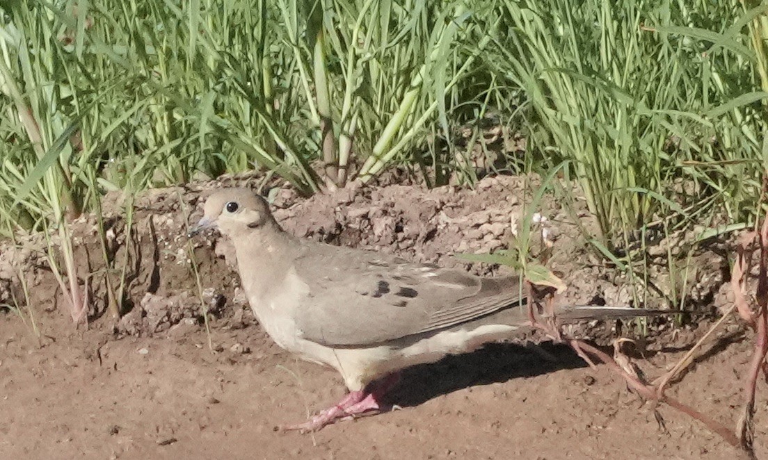 eBird Checklist - 4 Sep 2023 - Whitewater Draw WA - 20 species