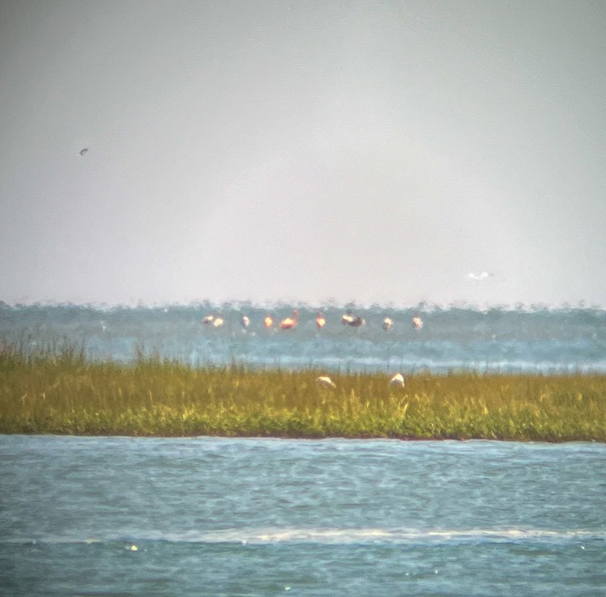 eBird Checklist - 3 Sep 2023 - Pea Island NWR - 52 species