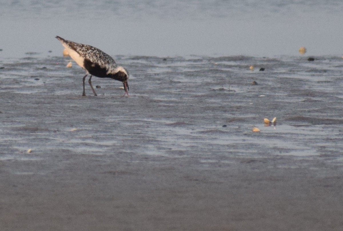 New York Breeding Bird Atlas Checklist - 21 Aug 2023 - Fire Island--Old ...