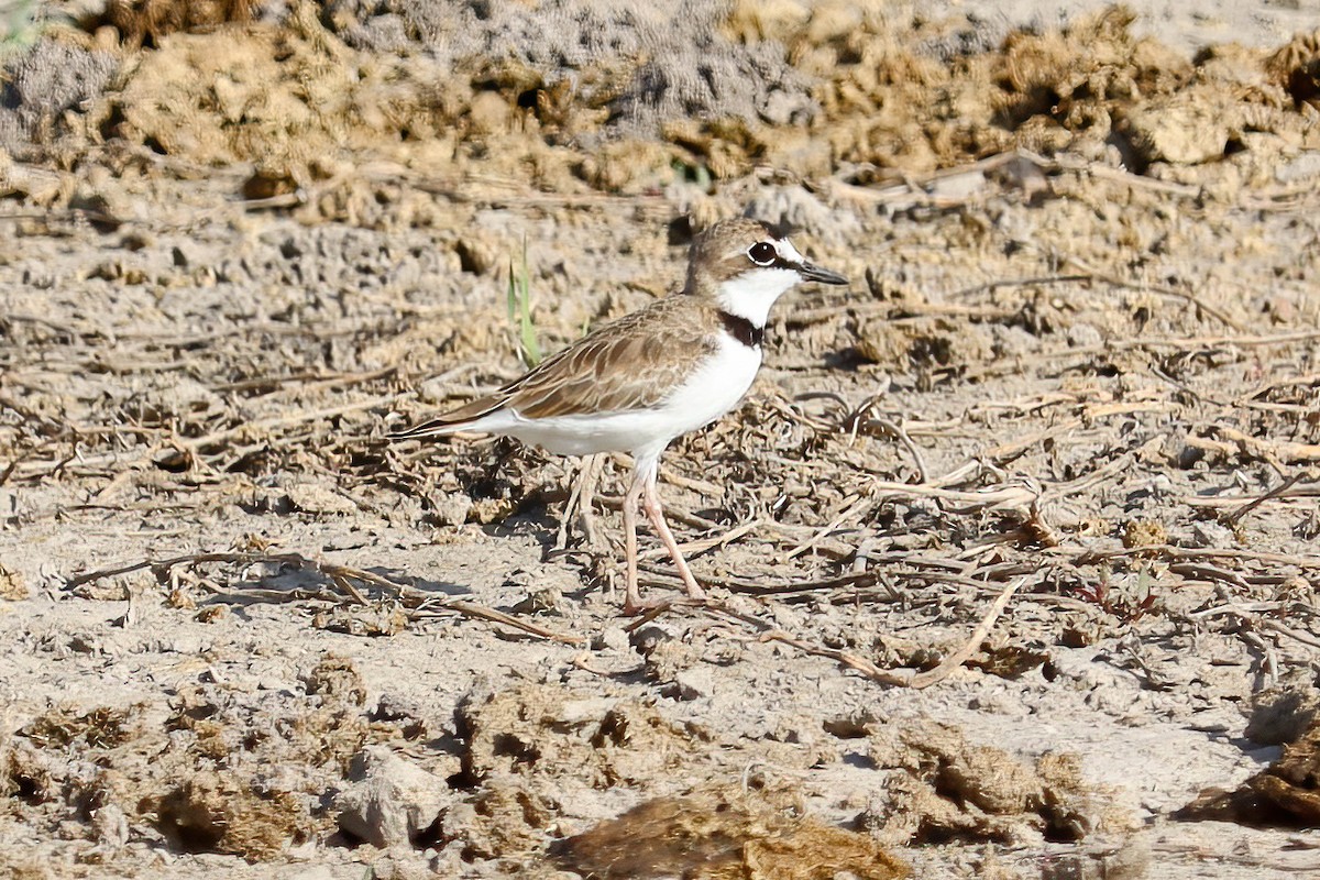 eBird Checklist - 31 Aug 2023 - Laguna de Tisma - 41 species