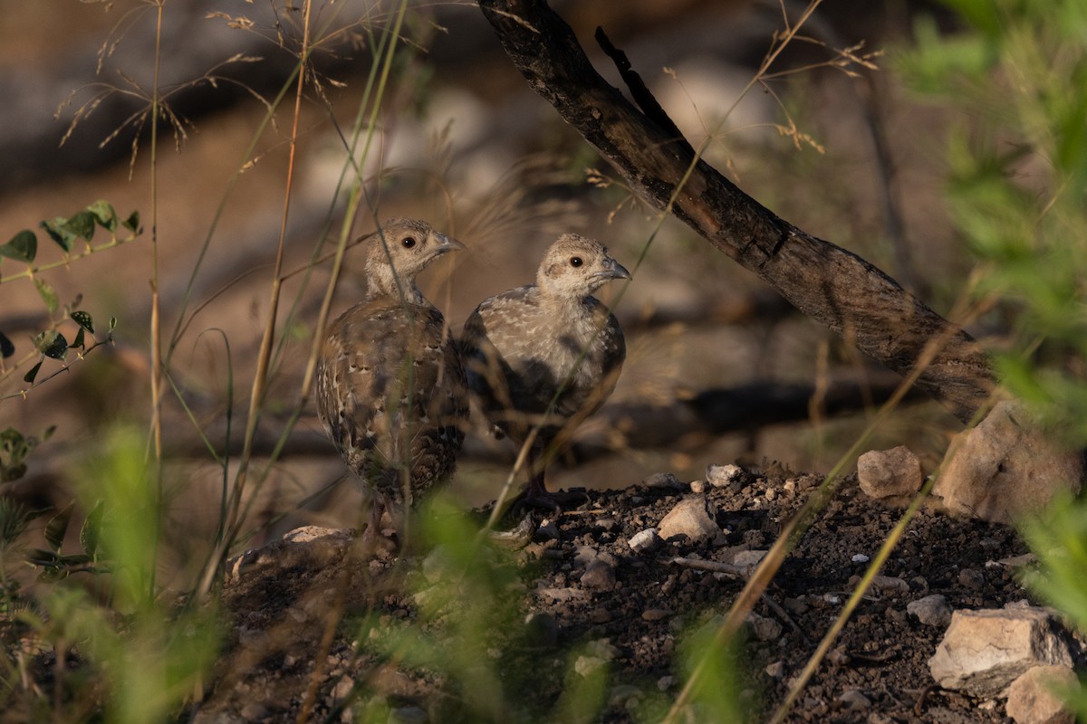 Israel Breeding Bird Atlas Checklist - 5 Sep 2023 - קרית ענבים - שביל ...