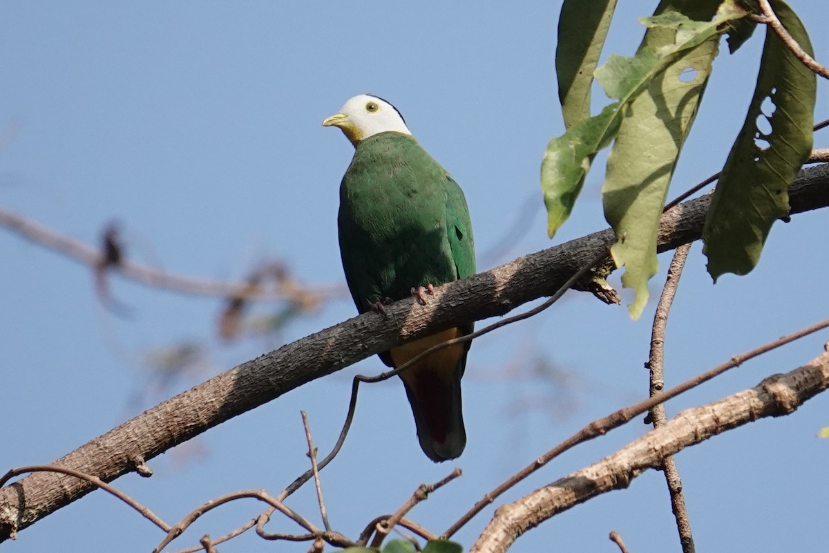 eBird Checklist - 5 Sep 2023 - Langgaliru - 17 species