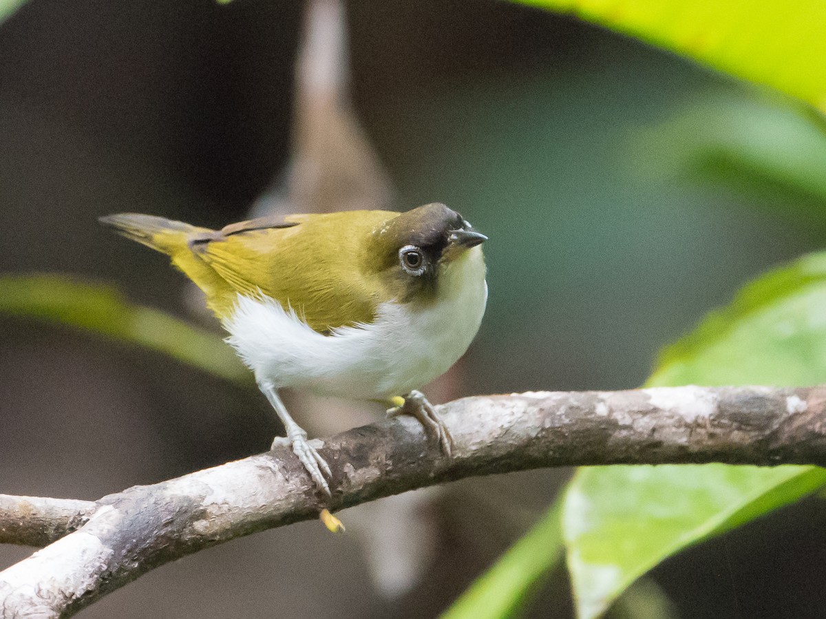 Cream-throated White-eye - Zosterops atriceps - Birds of the World