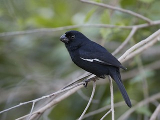 Cuban Bullfinch - Melopyrrha nigra - Birds of the World