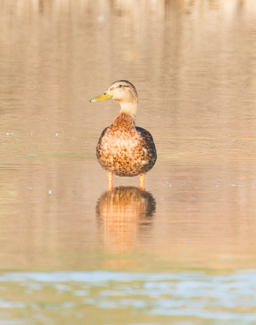 eBird Checklist - 5 Sep 2023 - Riparian Preserve at Gilbert Water Ranch ...