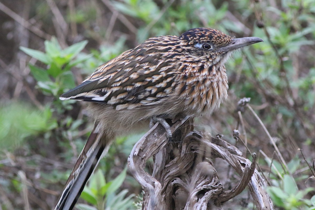 eBird Checklist - 5 Sep 2023 - Harbor Point Park - 24 species