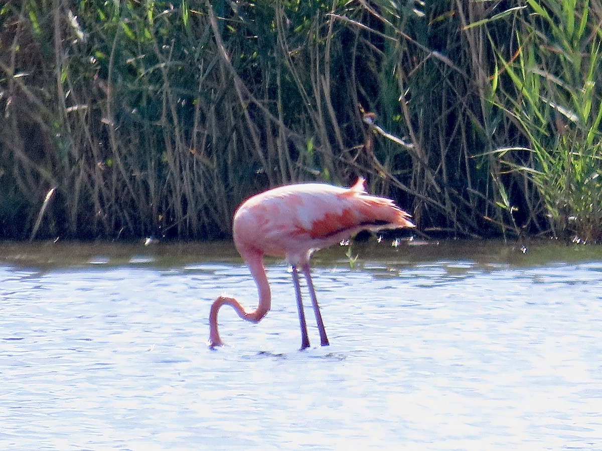 eBird Checklist - 5 Sep 2023 - Cape Romain NWR--Bulls Island - 56 ...
