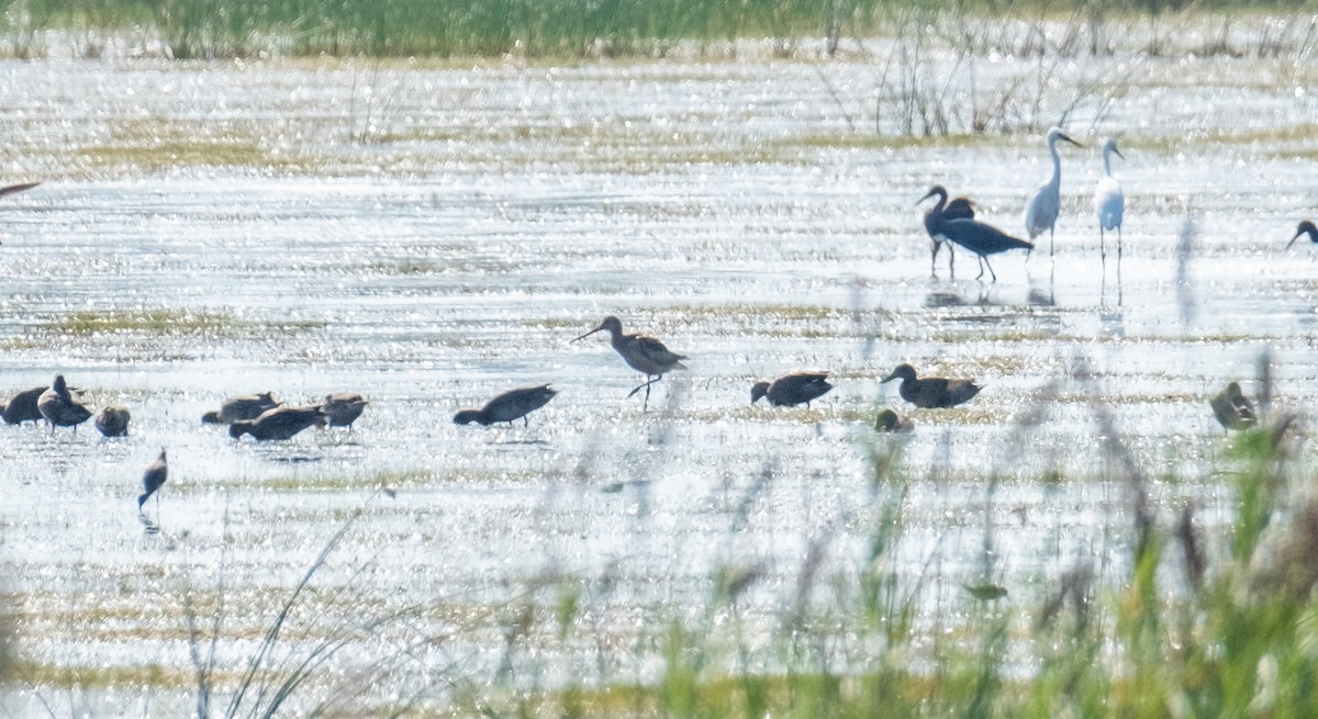 eBird Checklist - 5 Sep 2023 - **Back Bay NWR - 50 species (+3 other taxa)