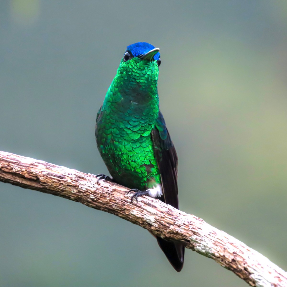 eBird Checklist - 13 Aug 2023 - El Encanto Nature Reserve - 24 species