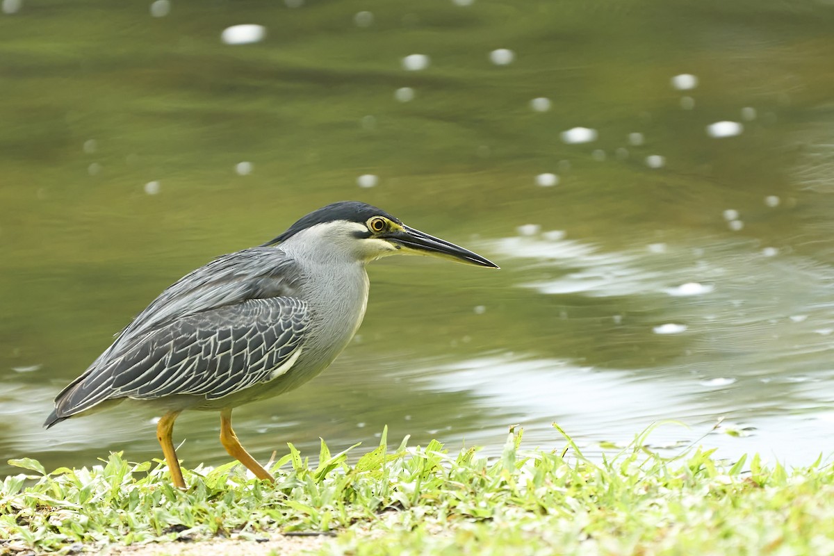 eBird Checklist - 18 Jun 2023 - Singapore Botanic Gardens Eco Lake - 13 ...