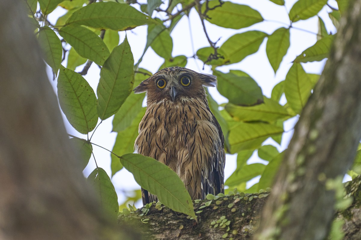 eBird Checklist - 22 Jun 2023 - Dover Forest-Ulu Pandan - 17 species