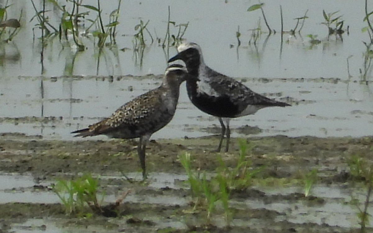 eBird Checklist - 5 Sep 2023 - Chautauqua NWR--Goofy Ridge - 60 species