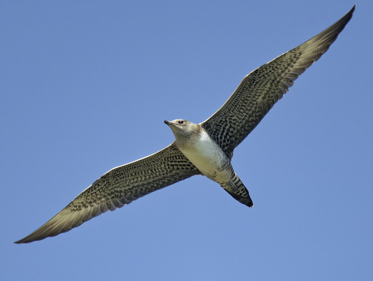 eBird Checklist - 5 Sep 2023 - Lake Erie Metropark--Detroit River Hawk ...